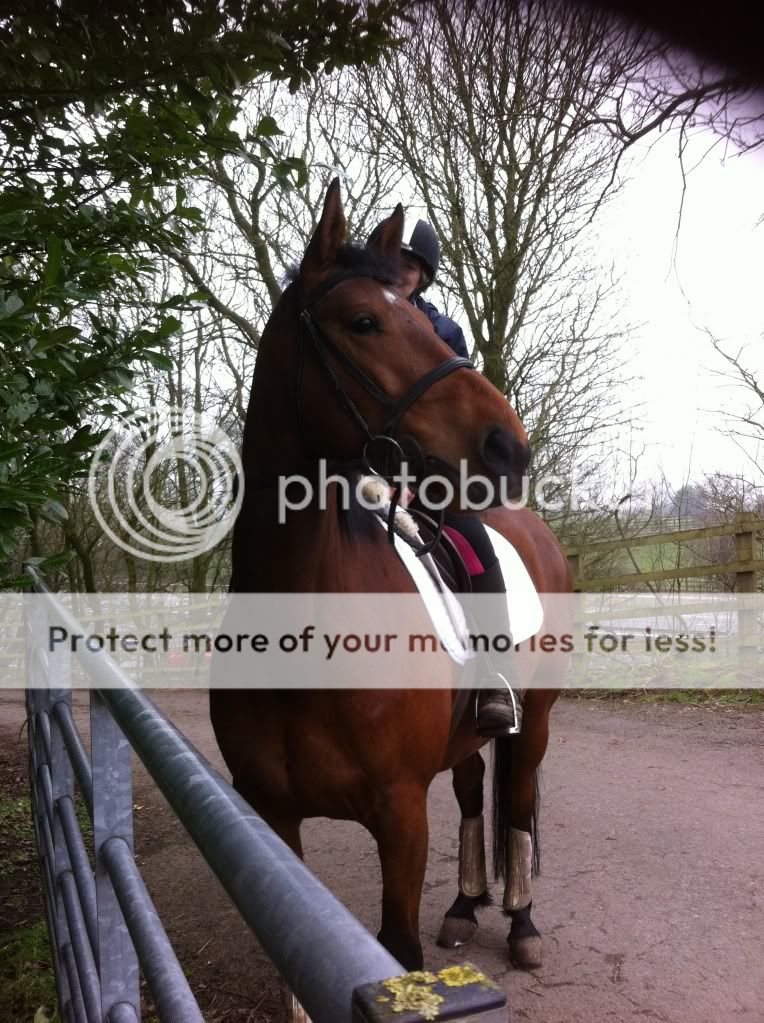 Hunter/Hack 16hh 8yrs Mare Irish Sport Horse | Horse Gossip