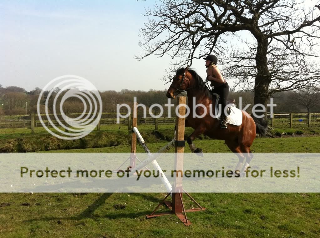 Hunter/Hack 16hh 8yrs Mare Irish Sport Horse | Horse Gossip