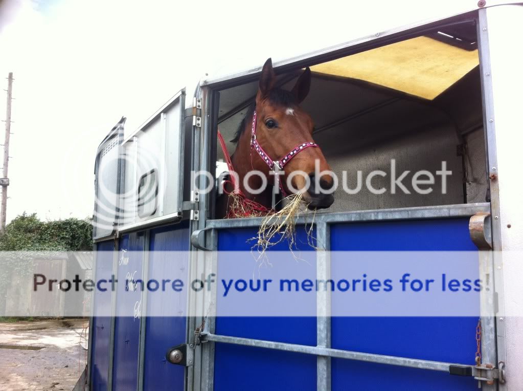 Hunter/Hack 16hh 8yrs Mare Irish Sport Horse | Horse Gossip