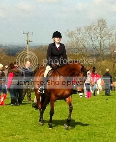Hunter/Hack 16hh 8yrs Mare Irish Sport Horse | Horse Gossip